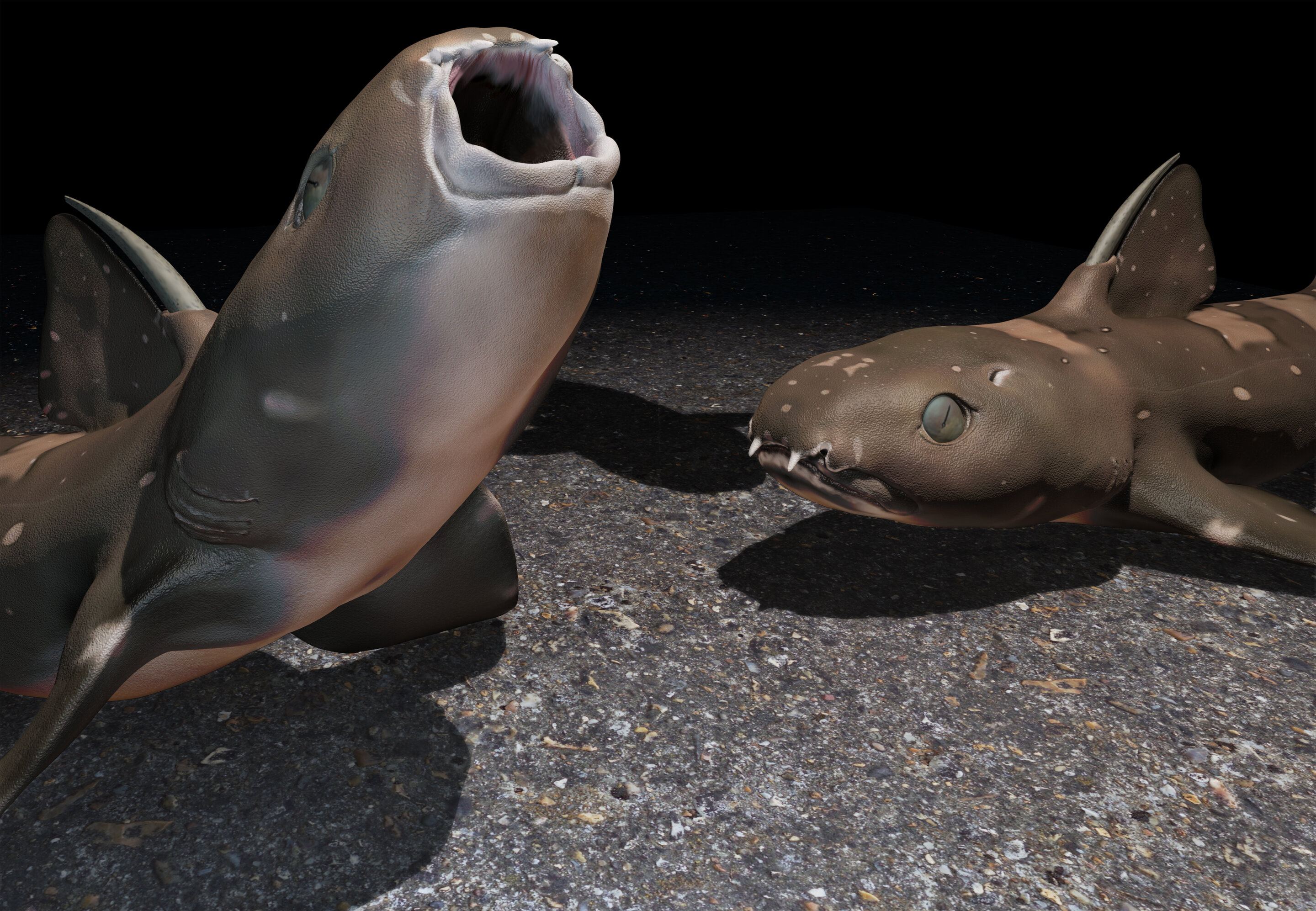 Sharks and Bony Fish – Matty's Paradigm