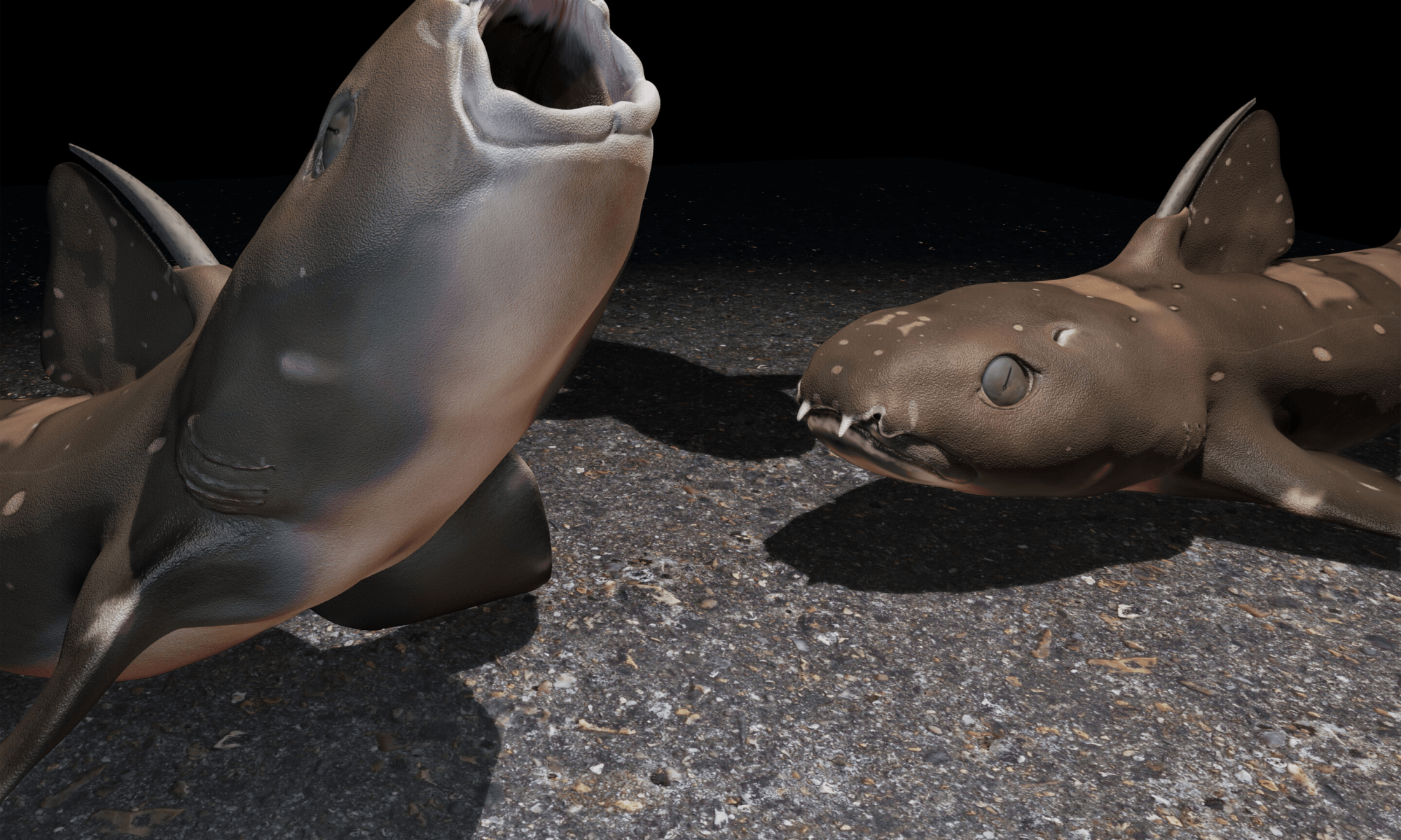 Sharks and Bony Fish – Matty's Paradigm