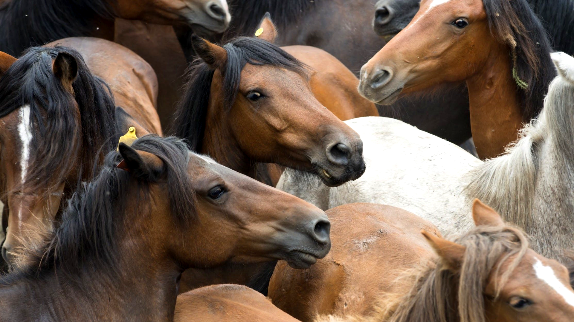 First Horses – Matty's Paradigm