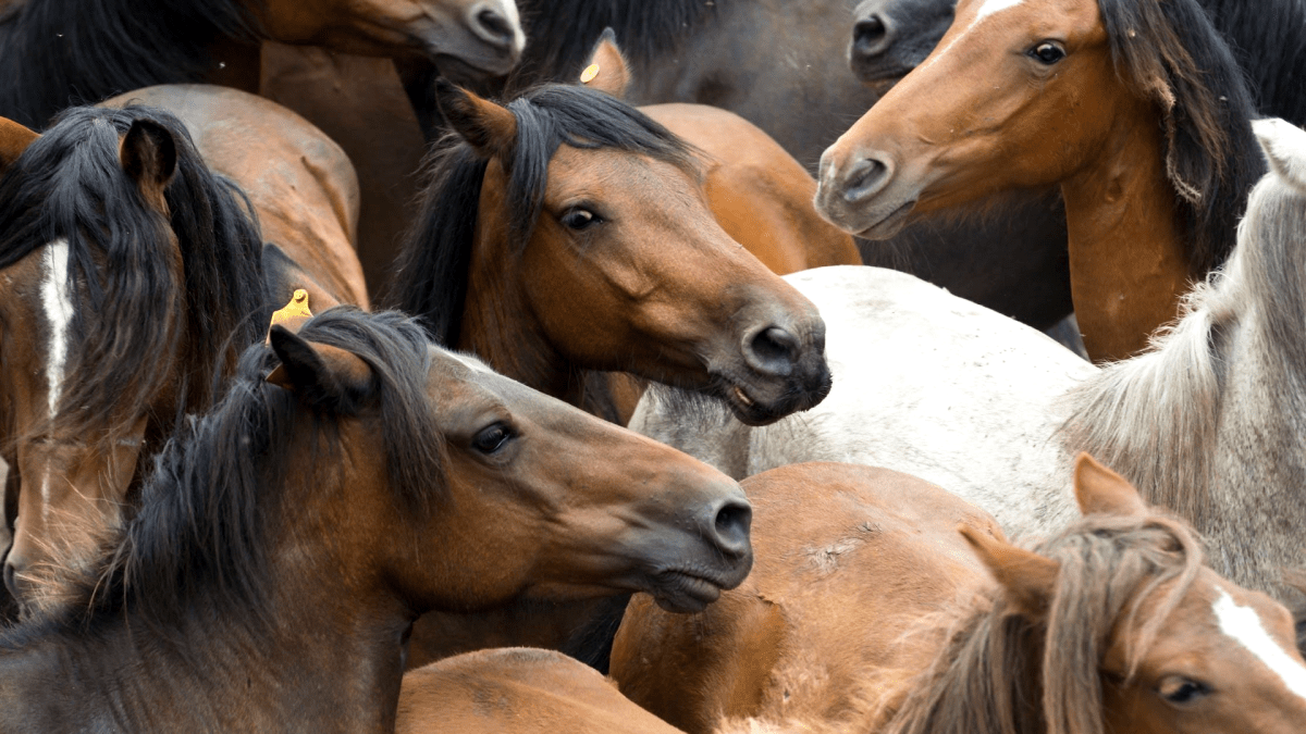 First Horses – Matty's Paradigm