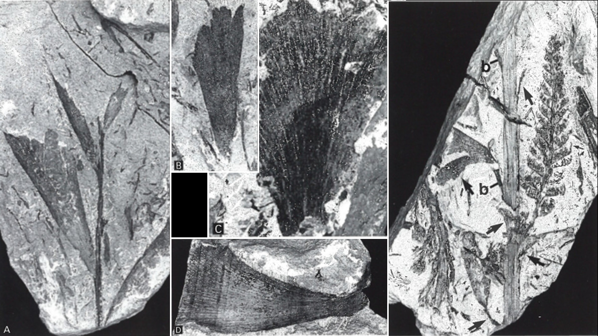 Archaeopteris (Dawson): A case study in the applicability of ...